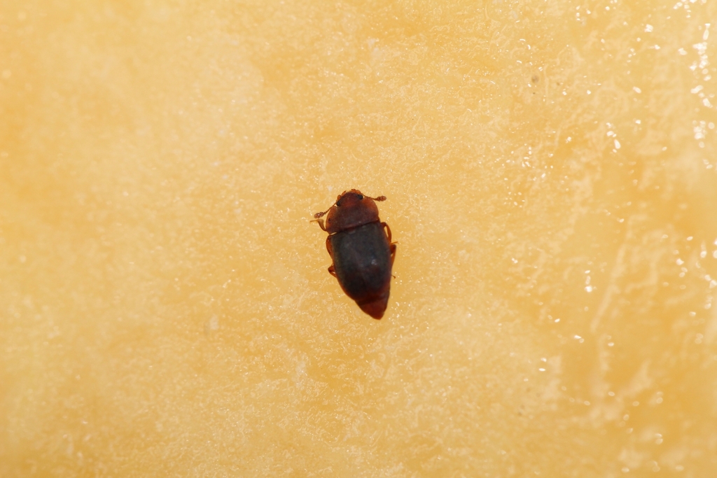 Yucca Beetle from Pataskala, OH, USA on October 31, 2023 at 01:32 PM by ...