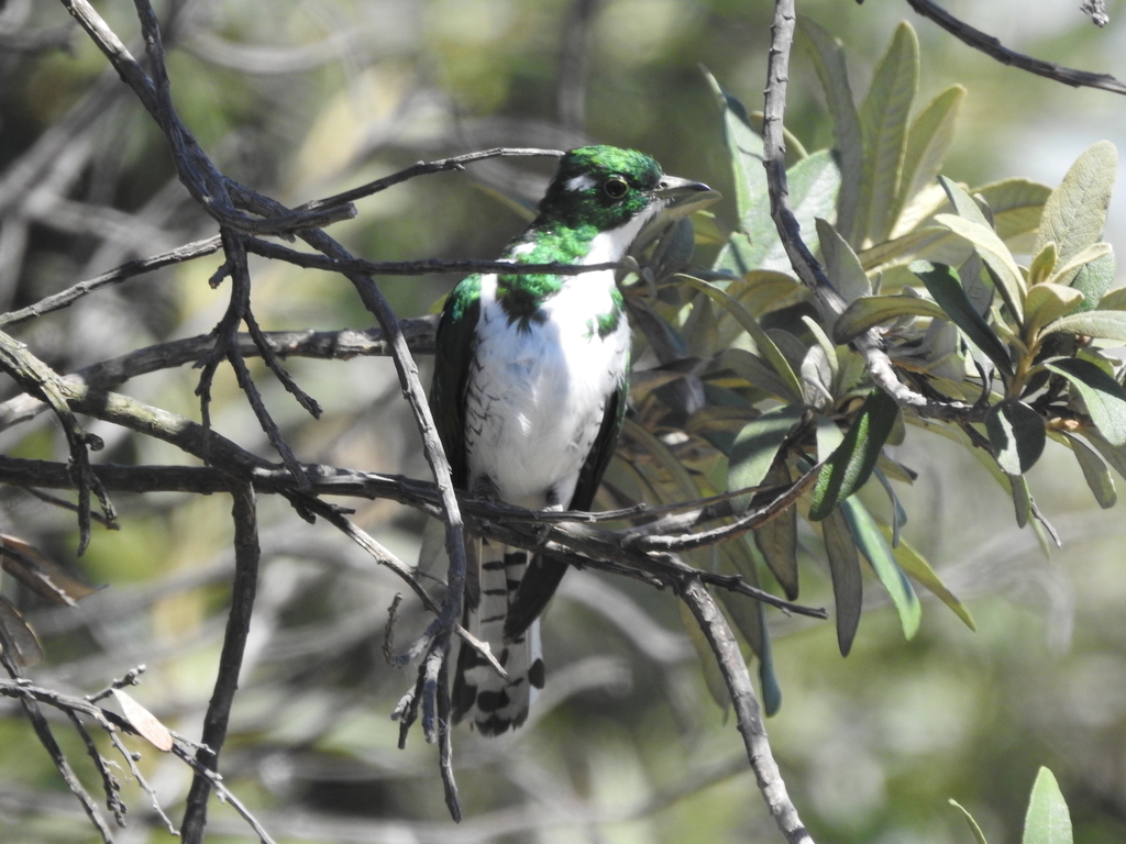 Klaas's Cuckoo from Milnerton, Cape Town, South Africa on October 31 ...