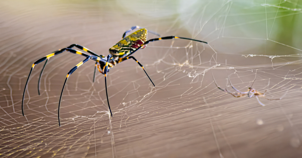 Joro Spider from Meiji Jingu, Shibuya, Tokyo, JP on October 31, 2023 at ...