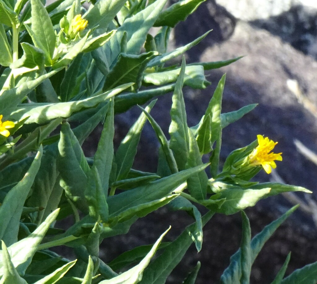 American threefold from Riverside County, CA, USA on October 30, 2023 ...