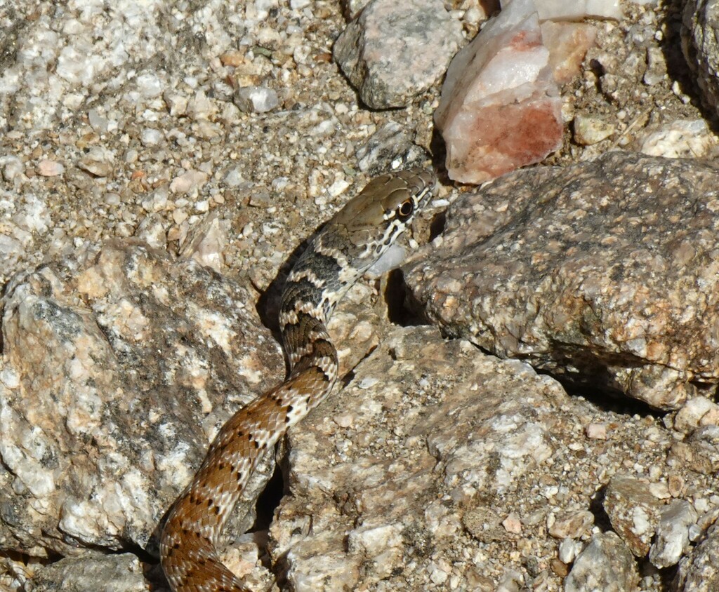 Red Coachwhip from Riverside County, CA, USA on October 30, 2023 at 10: ...