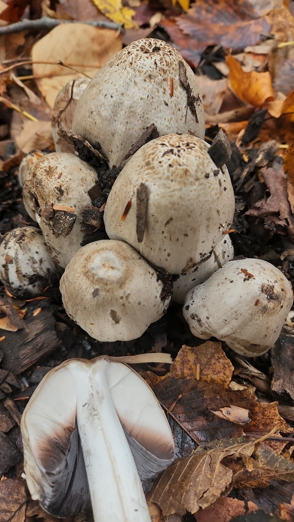 Common Ink Cap from Erie on October 31, 2023 at 02:31 PM by Kaitlyn ...