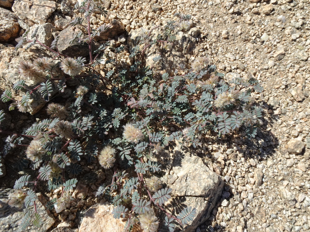 Hairy Prairie Clover from Riverside County, CA, USA on October 30, 2023 ...