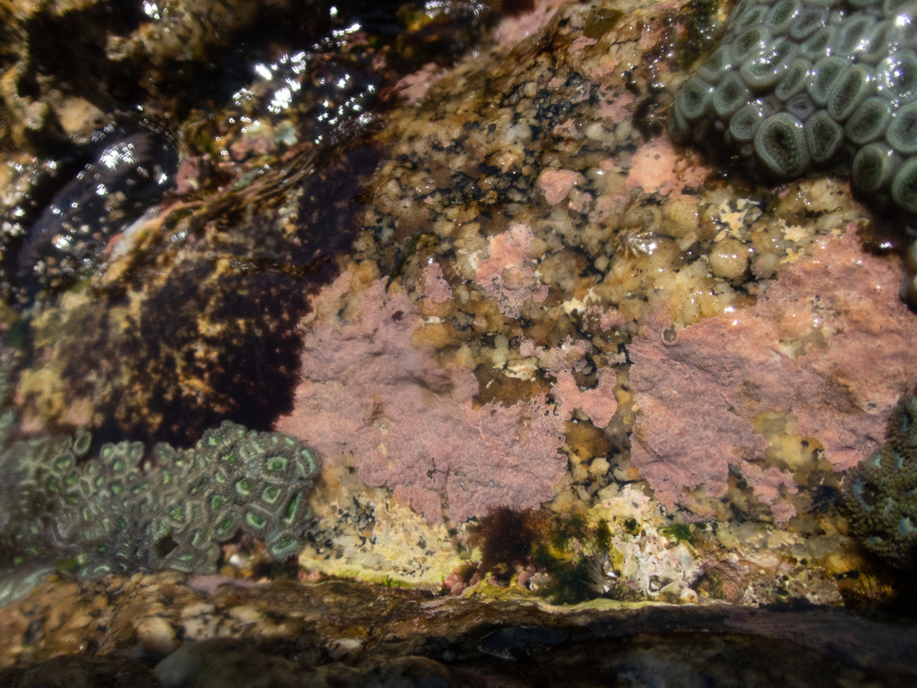 Lithothamnion from Huatulco, Oaxaca, Mexico on March 15, 2021 at 07:25 ...