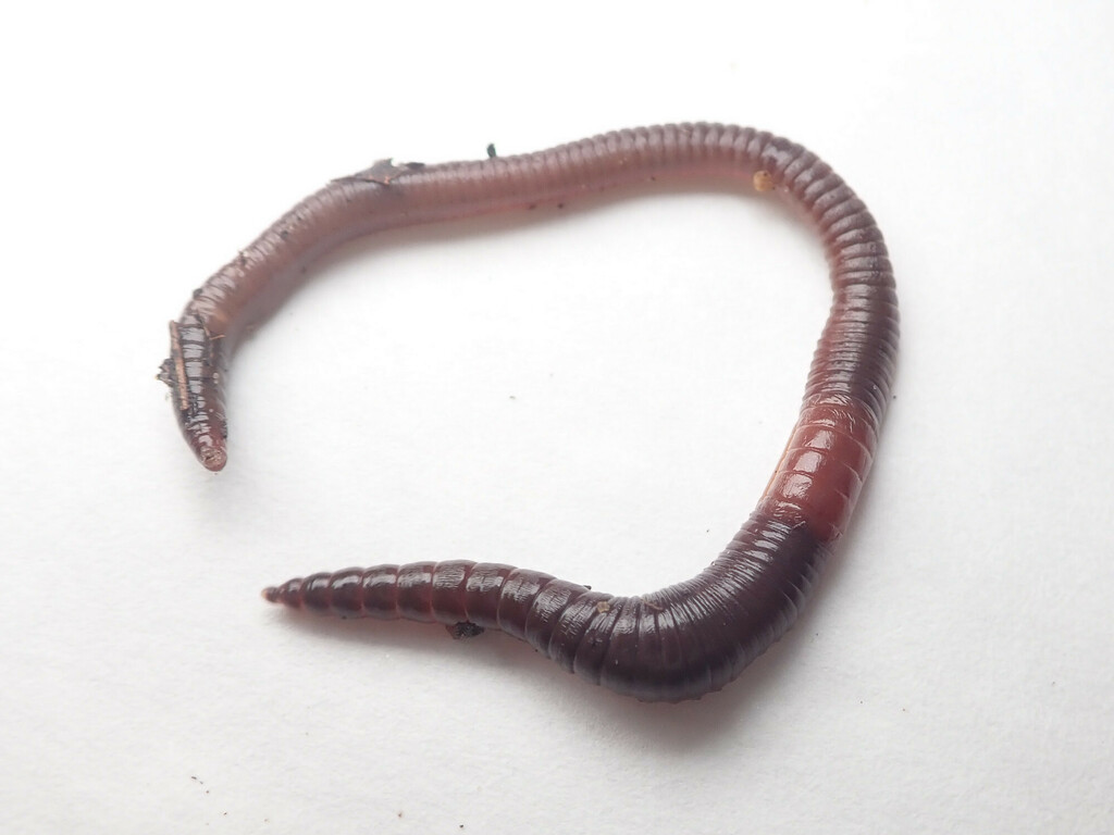 Redhead Worm from Химки, Московская обл., Россия on October 31, 2023 at ...