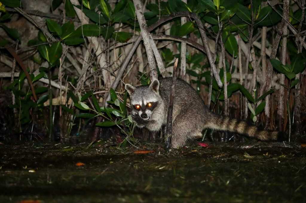 Common Raccoon from Benito Juárez, Q.R., México on October 1, 2023 at ...
