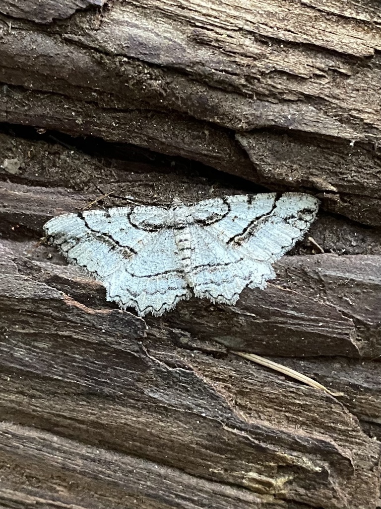 Brown-lined Looper from Sanborn County Park, Saratoga, CA, US on ...