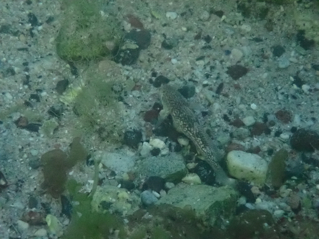 Caffrogobius caffer from Cape Point, Cape Town, South Africa on October ...