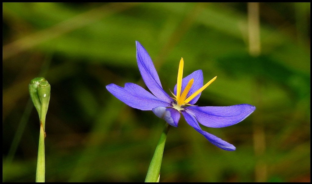 celestial lily in November 2018 by Mark Kenderdine · iNaturalist