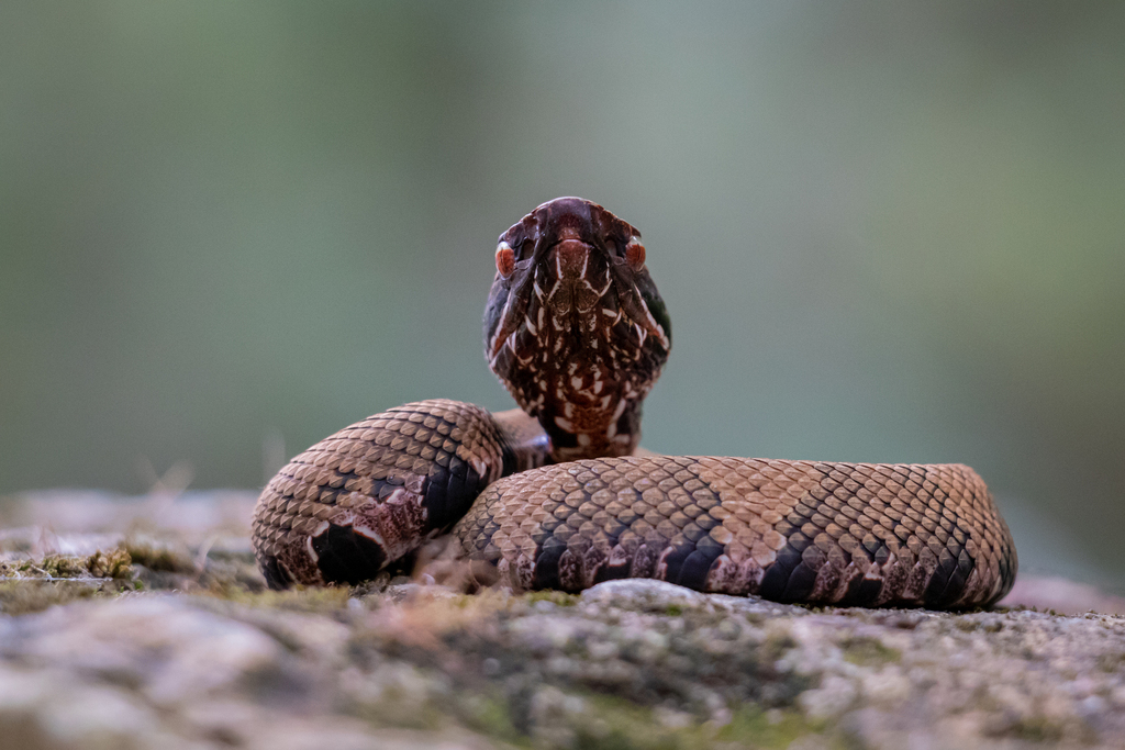 Northern Cottonmouth from Cheatham County, TN, USA on October 14, 2023 ...