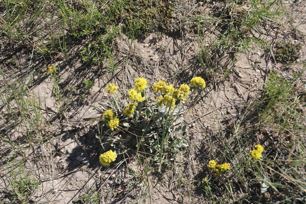 alpine golden buckwheat from Woods Landing-Jelm, WY, USA on July 24 ...