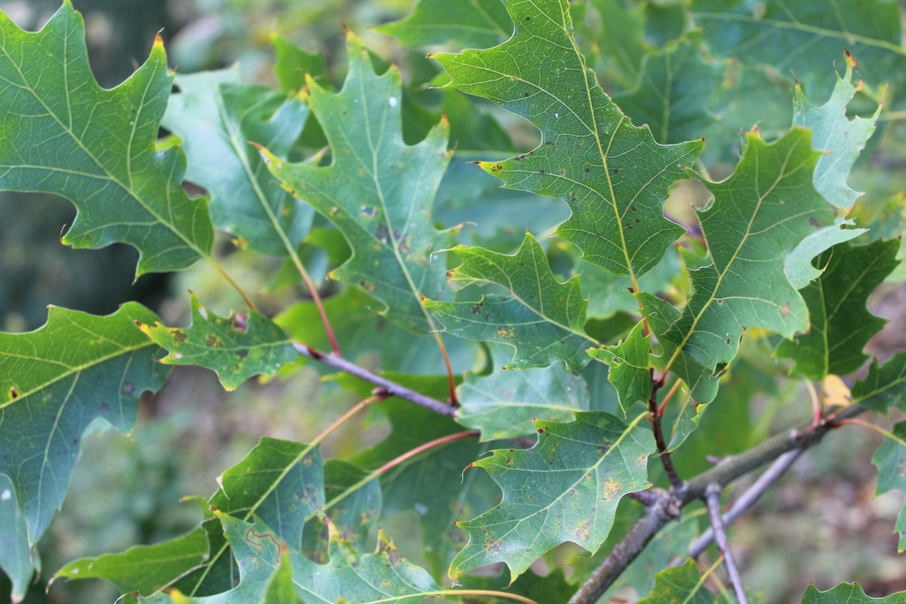northern pin oak in October 2023 by hannsimp · iNaturalist