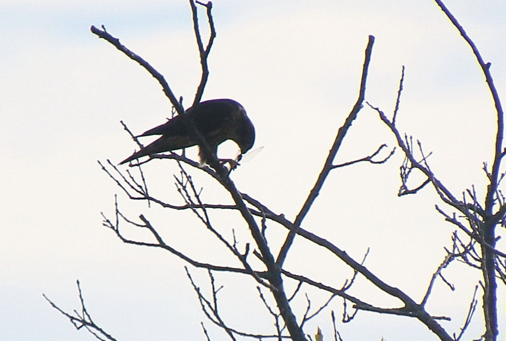 Merlin from Illinois Beach SP, Lake County, IL, USA on September 22 ...