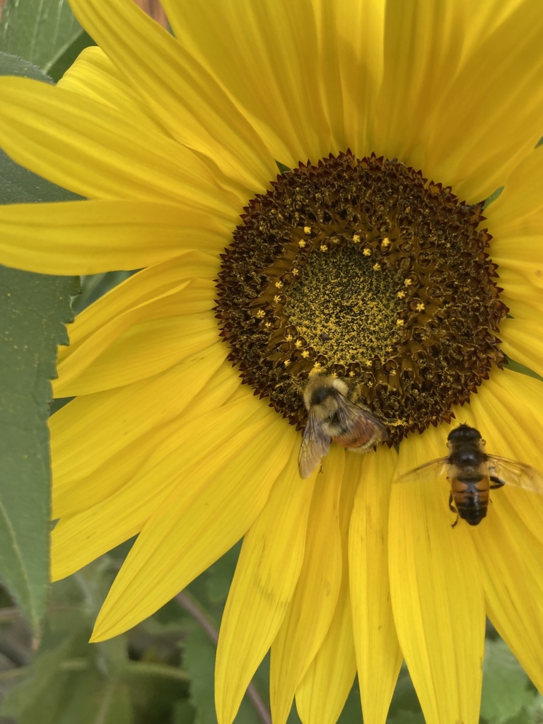 Hunt's Bumble Bee from Douglasdale, Calgary, AB T2Z, Canada on October ...