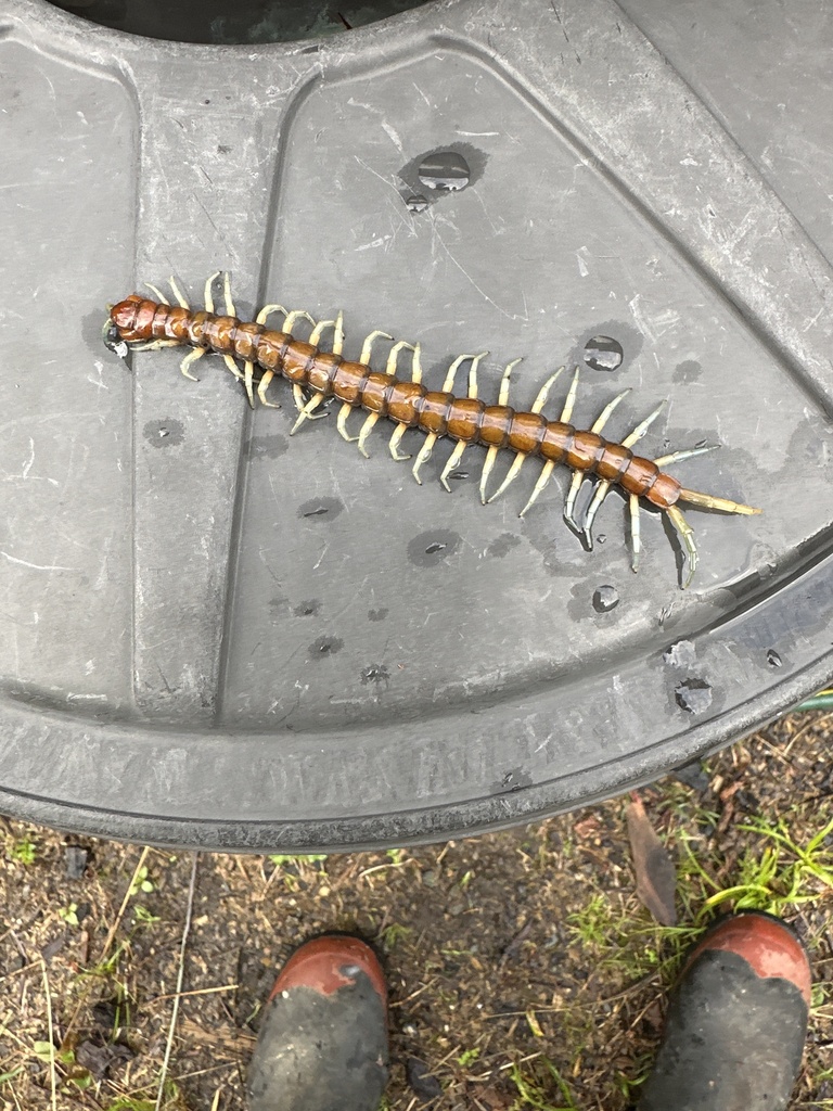 New Zealand giant centipede from North Island, Coromandel, Waikato, NZ ...