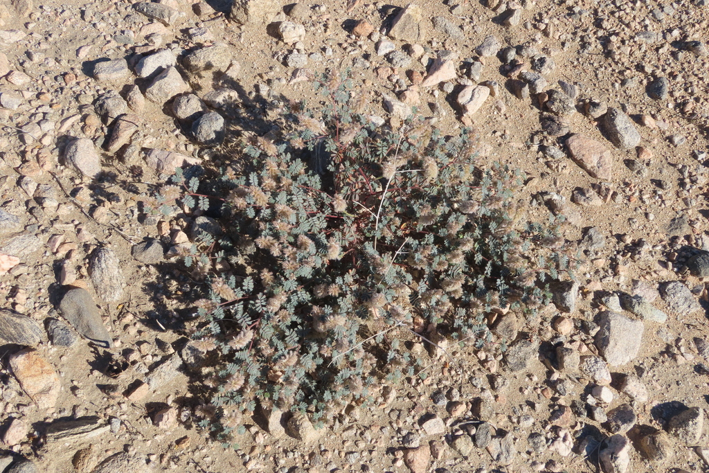 soft prairie clover from Riverside County, CA, USA on October 31, 2023 ...