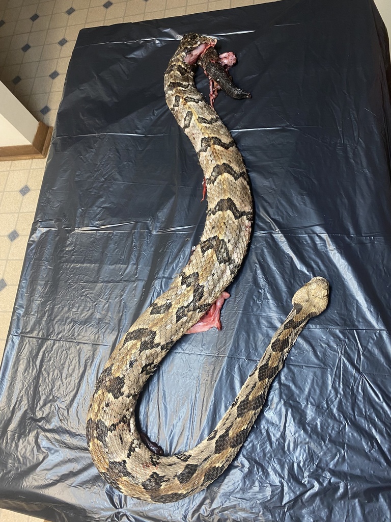 Timber Rattlesnake in August 2023 by Rusty Cooper. Dissected roadkill ...