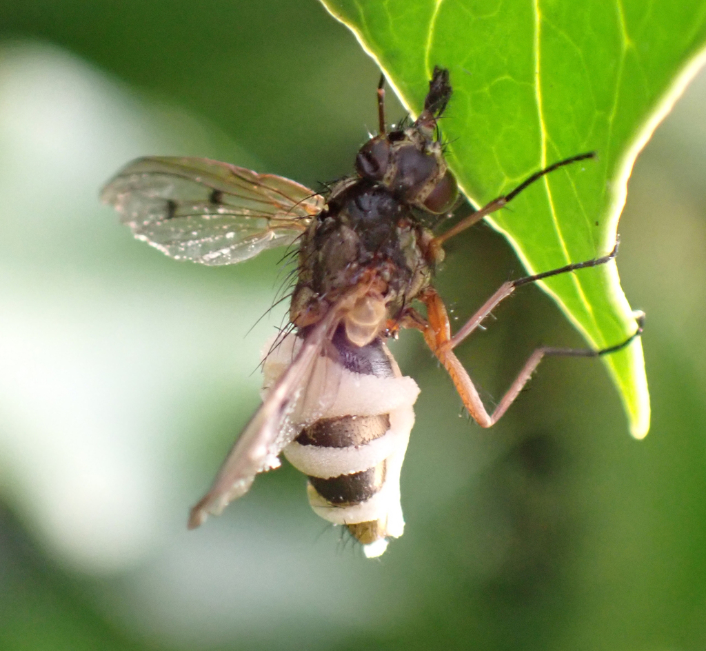 Fly Death Fungi from Macclesfield, UK on October 7, 2023 at 11:15 AM by ...
