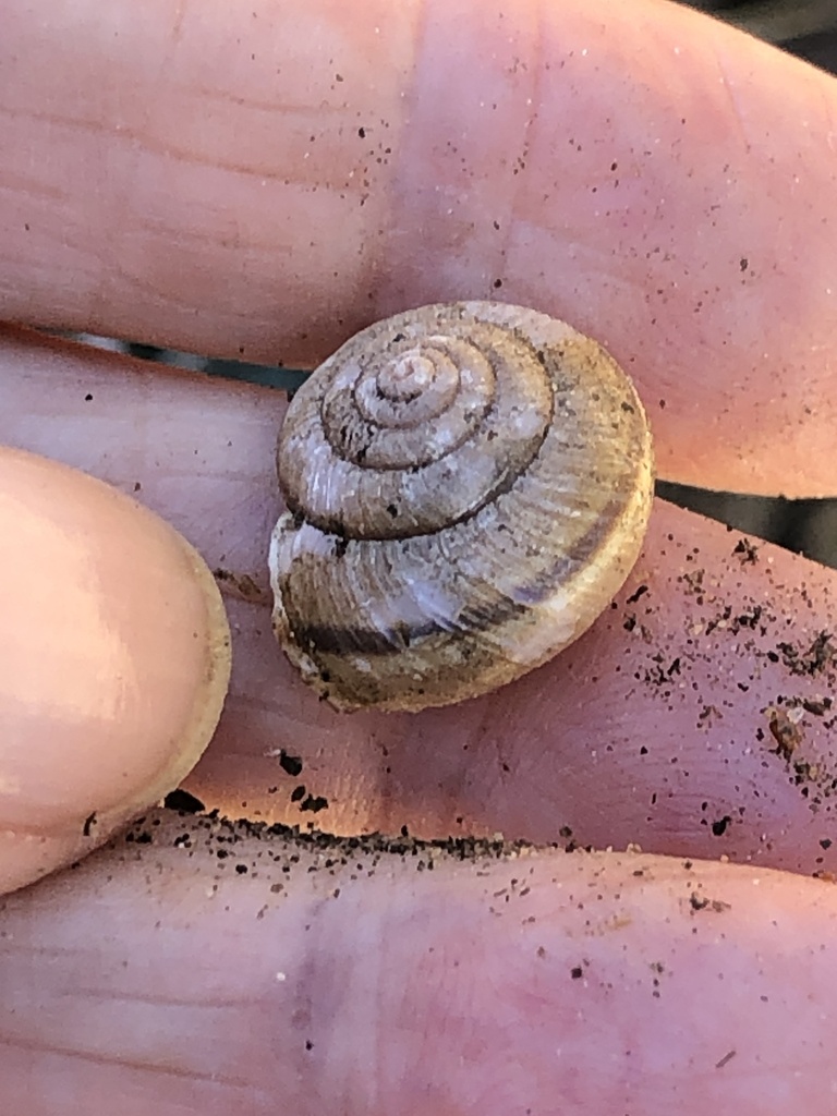 Trask Shoulderband Snail in October 2023 by Susan J. Hewitt. This snail ...