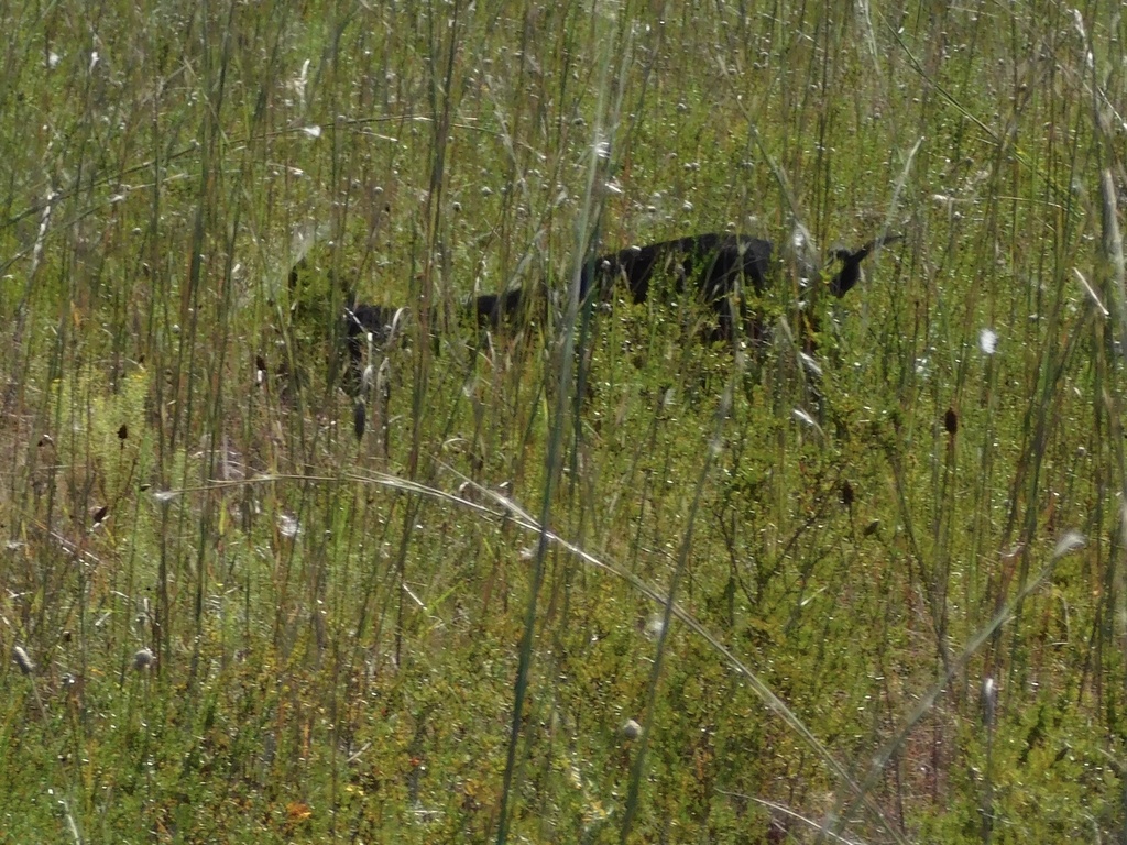 Wild Boar from Jay B. Starkey Wilderness Park, Odessa, FL, US on ...