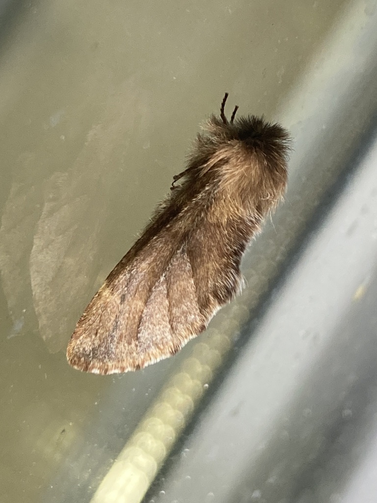 Plumed Prominent from Ильинский, Московская обл., Россия on October 31 ...