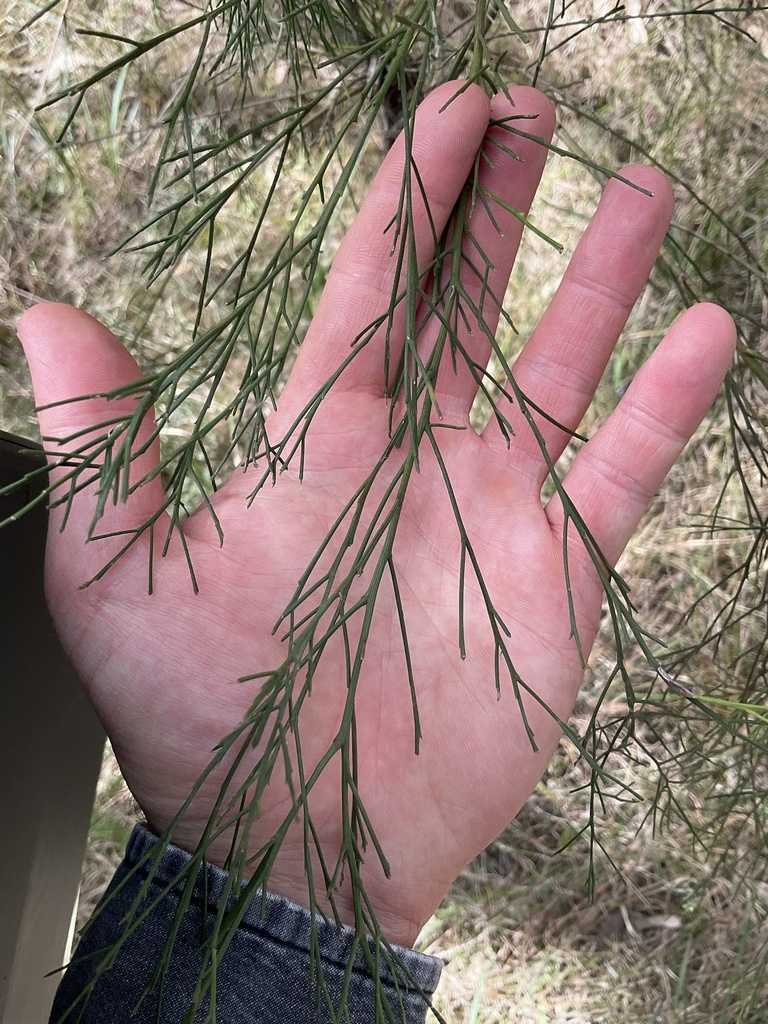 Cherry Ballart from Croom Regional Sporting Complex, Croom, NSW, AU on ...