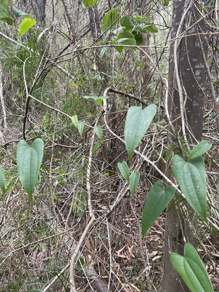 Common Yam Vine from Tuckers Knob, Hydes Creek, NSW, AU on November 1, 2023 at 08:33 AM by ...