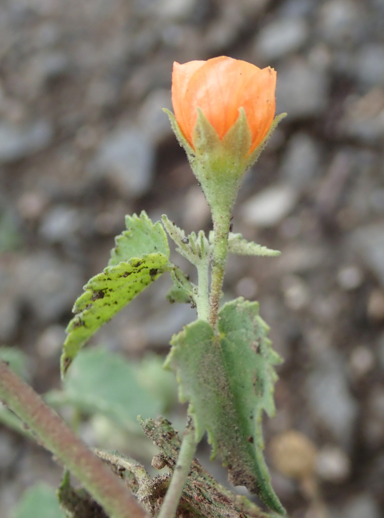 dwarf abutilon from Maricopa County, AZ, USA on October 14, 2018 at 12: ...