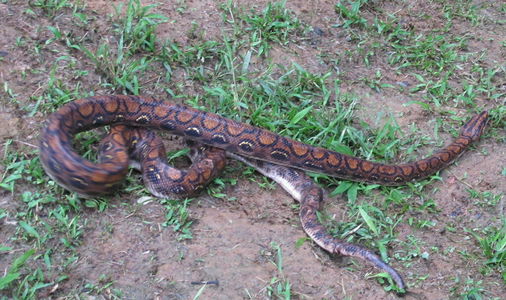 Western Rainbow Boa from Shushufindi, Ecuador on March 23, 2014 at 02: ...