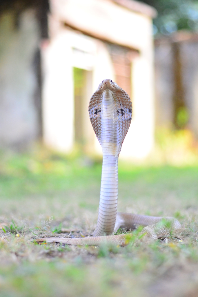 Indian Cobra from Unnamed Road, Rahimatpur, Maharashtra 415511, India on November 29, 2018 at 02 ...