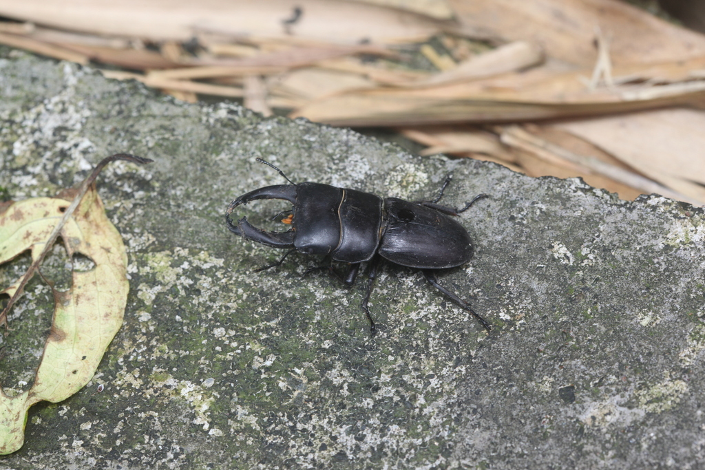Dorcus hirticornis from Pengzhou, Chengdu, Sichuan, China on July 20 ...