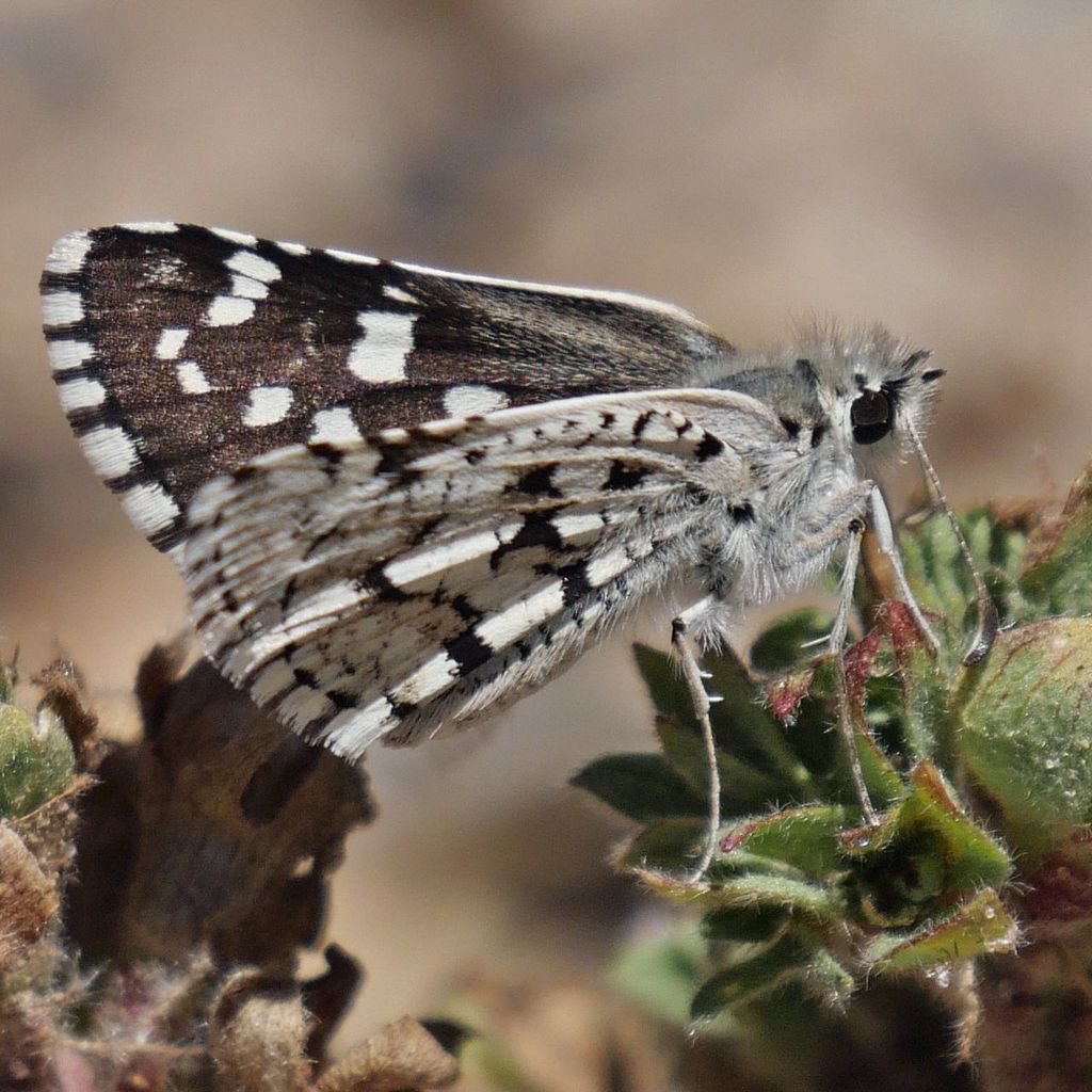 Chirgus bocchoris (Biodiversidad en Las Dalias Pallardelli, San Borja ...
