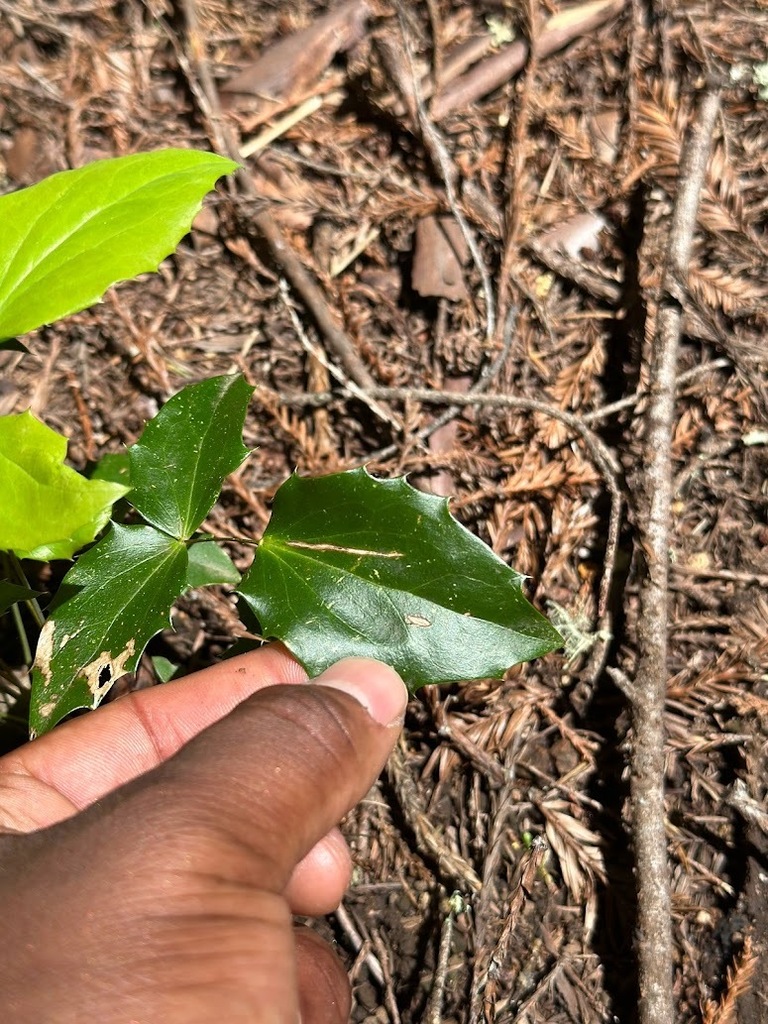 Cascade Oregon-grape from Napa County, CA, USA on April 24, 2023 at 03: ...