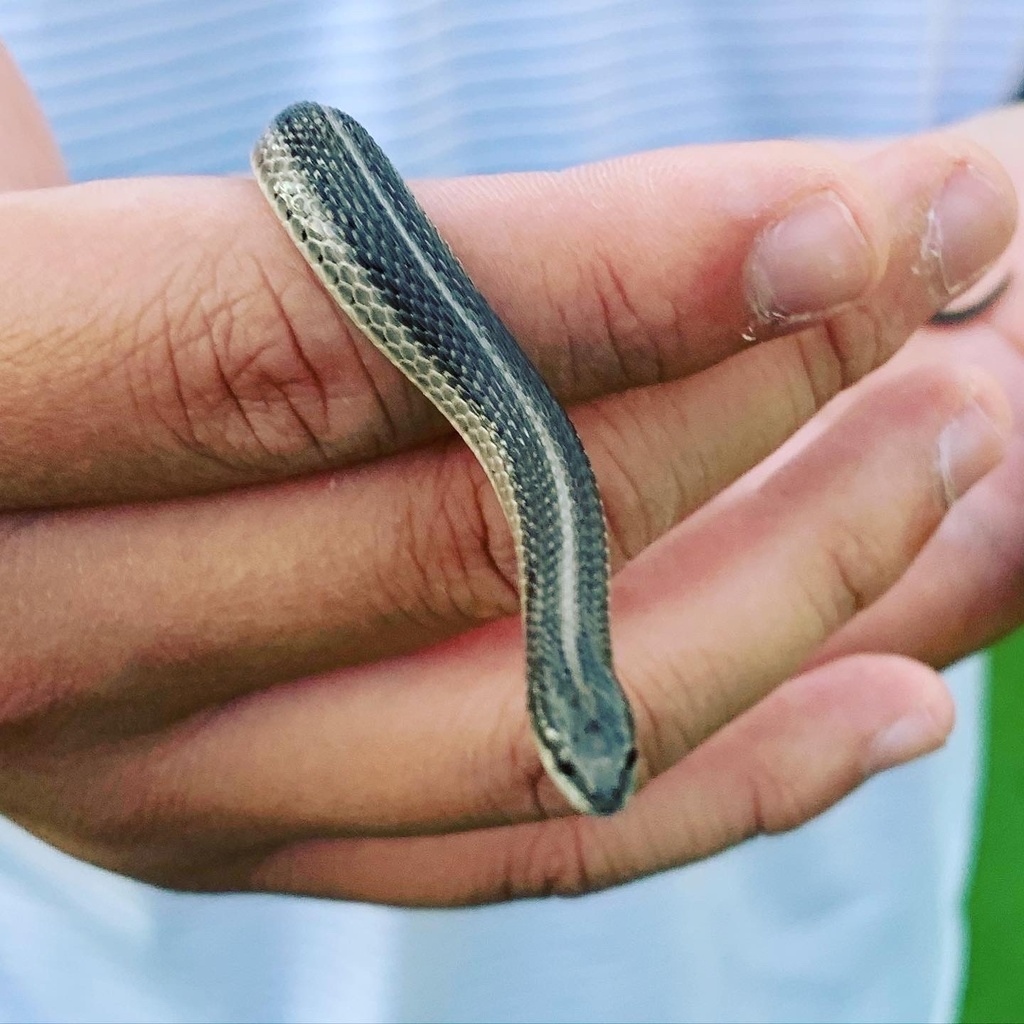 Lined Snake in September 2021 by wolvesunguarded · iNaturalist