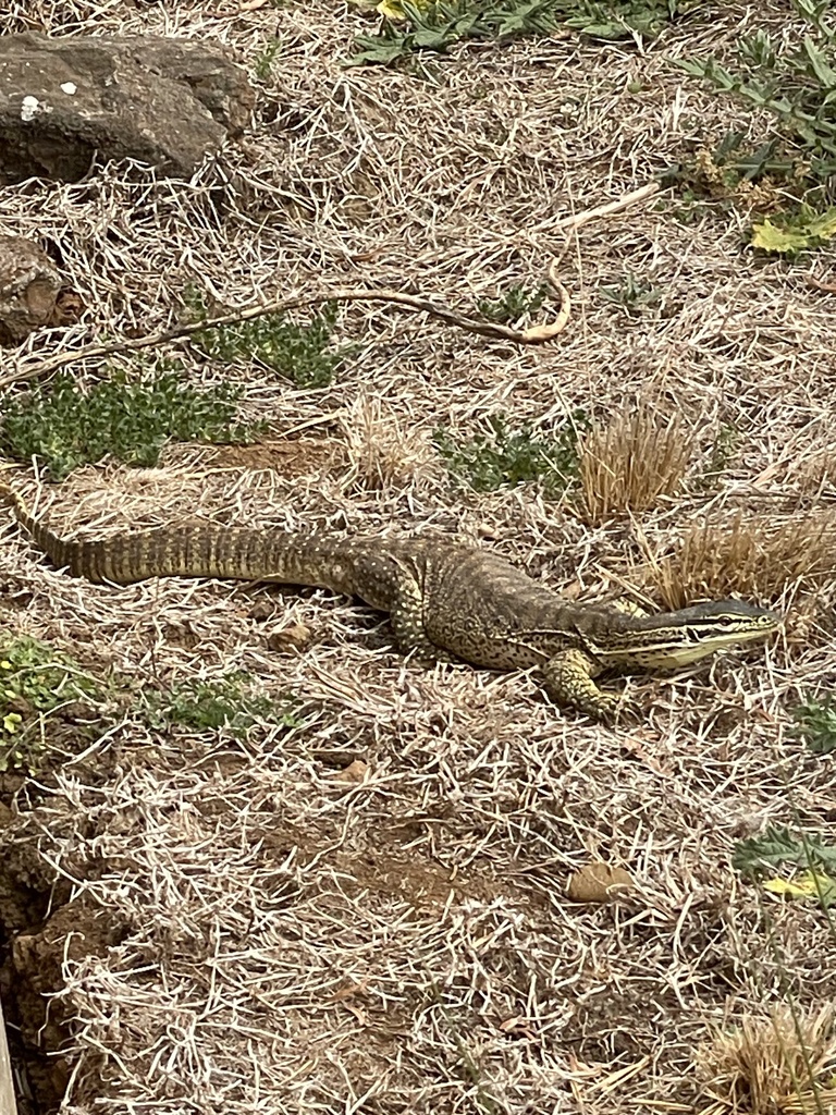 Eastern Argus Monitor from Deb's La, Mulgowie, QLD, AU on October 26 ...