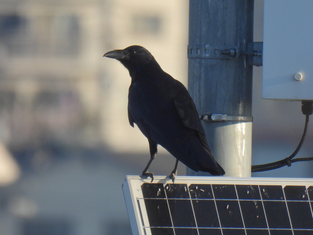Carrion Crow from Takatsu Ward, Kawasaki, Kanagawa, Japan on November 1 ...