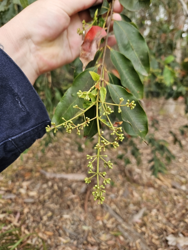 weeping lilli pilli from Beenleigh Redland Bay Rd at California Creek ...