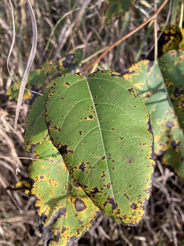 balsam poplar from Bridgeport West, Kitchener, ON, CA on October 31 ...