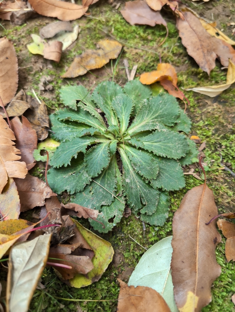 Virginia saxifrage from Summit Point, WV 25446, USA on October 28, 2023 ...