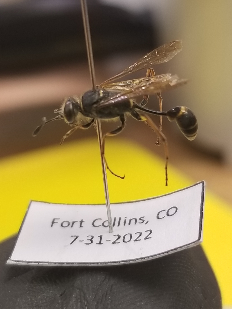 Asian Mud-dauber Wasp from Fort Collins, CO 80521, USA on July 31, 2023 ...