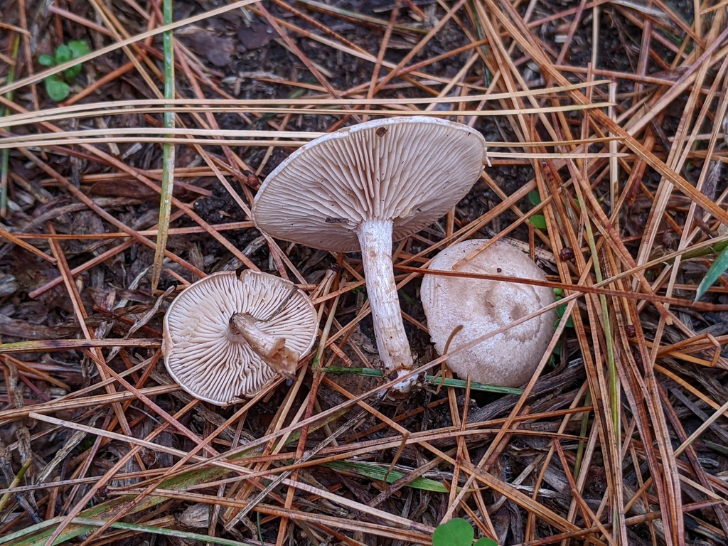 Fool's Funnel from Proud Lake Recreation Area on October 30, 2023 at 11 ...