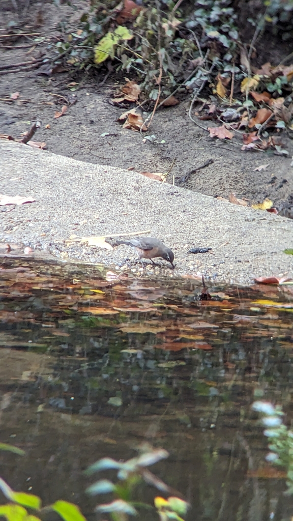 American Robin from Bryan Park, Richmond, VA, USA on October 31, 2023 ...