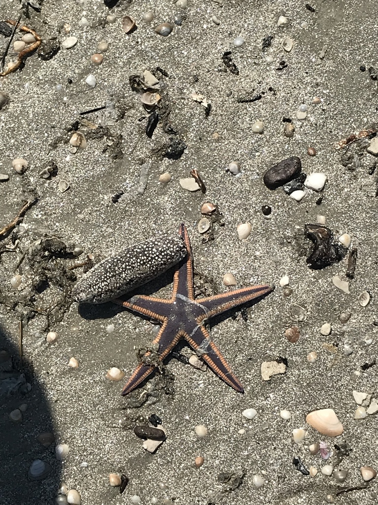 Flat Sea Star from Atlantic Ocean, , GA, US on March 21, 2019 at 01:45 ...