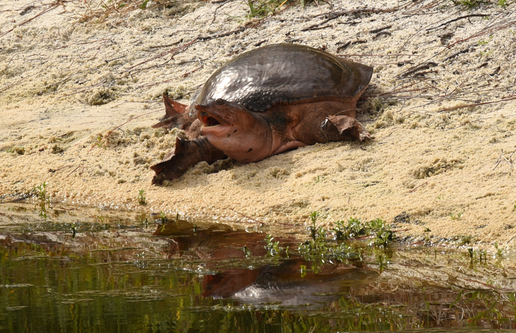 Florida Softshell Turtle in June 2018 by Barbara Vance. Softshell ...