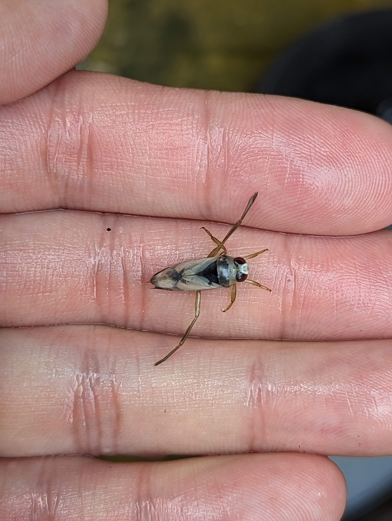 Greater Water Boatman in July 2023 by vampireneo · iNaturalist