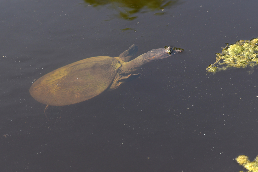 Florida Softshell Turtle in August 2017 by Barbara Vance. young ...