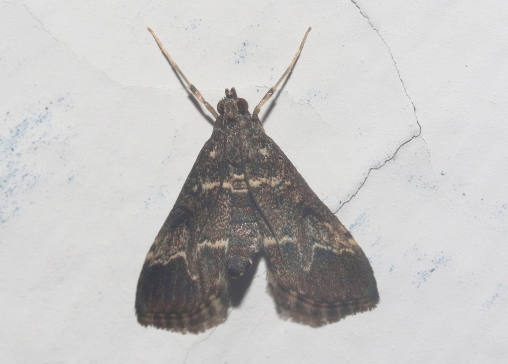 European Pepper Moth from Laguna Beach, CA, USA on October 24, 2023 at ...