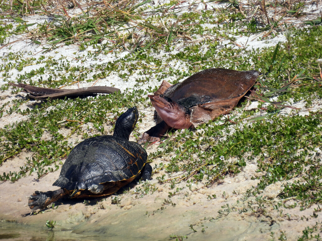 Florida Softshell Turtle in May 2020 by Barbara Vance. turtles in the ...