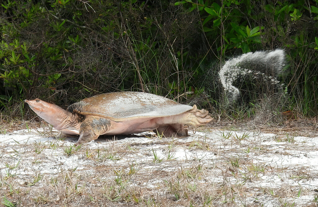 Florida Softshell Turtle in May 2020 by Barbara Vance. soft-shell ...