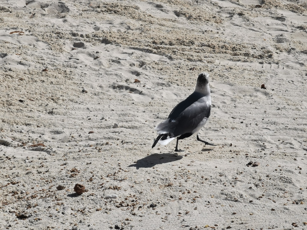 Laughing Gull from Berry Islands, Bahamas on October 28, 2023 at 10:24 ...